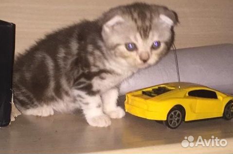 Шотландский котёнок