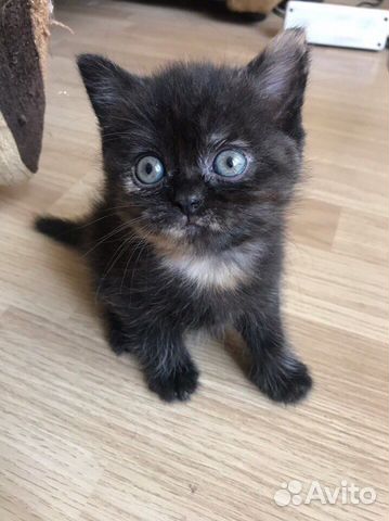 Отдам в хорошие руки