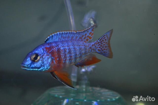 Малавийские Цихлиды