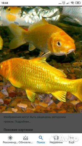 Рыба карп кои