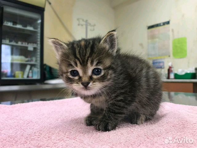 Котенок