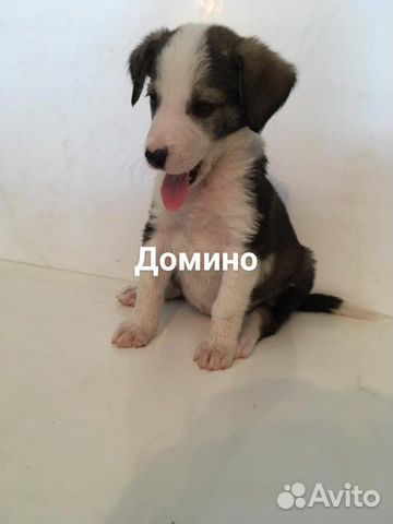 Щенок Домино