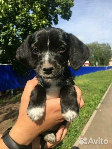 Щенок- потеряшка