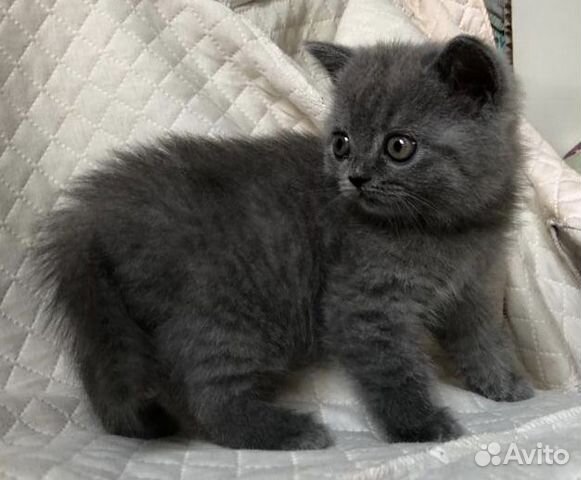Шотландский котенок