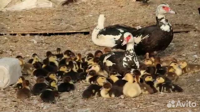 Продам суточных индоутят