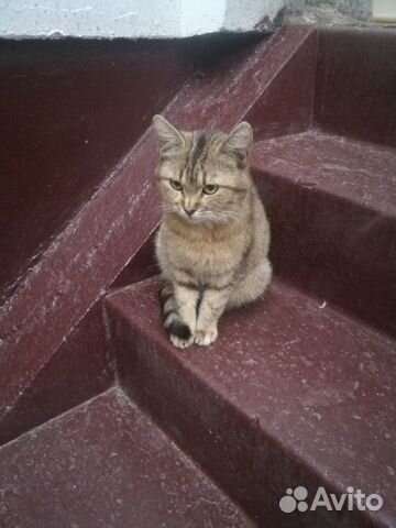 Молоденькая кошечка (стерелизовали), 7 мес