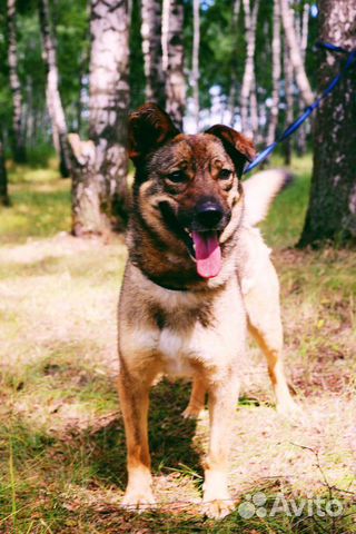 Маленький пёсик Пьер Безухов ищет дом