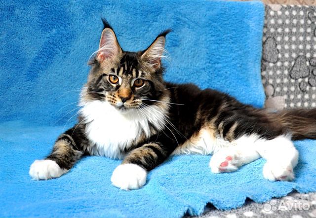 Брутальный мачо Фердинанд