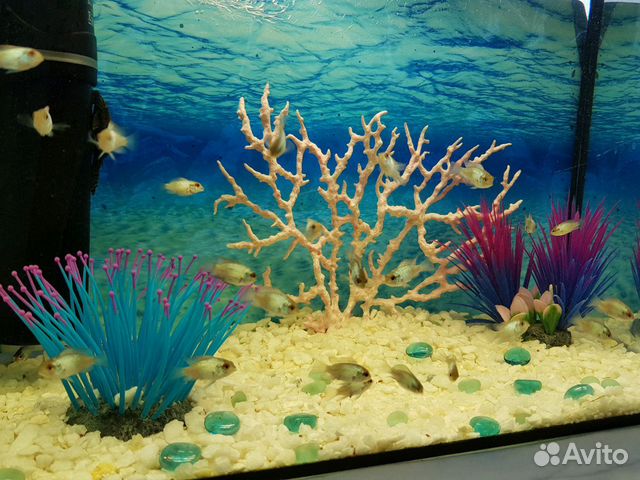 Наннакара неоновая