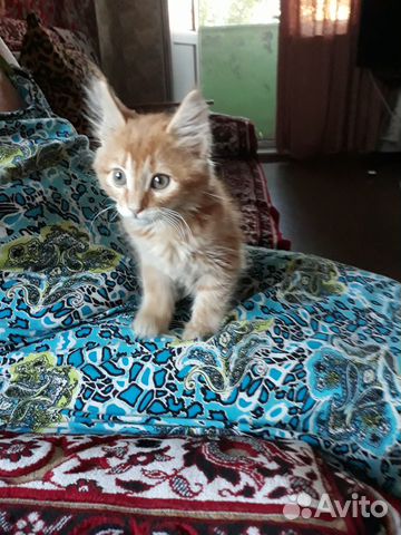 Котёнок пушистый коричнево-белый, мальчик