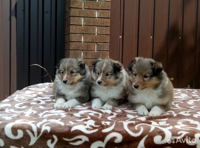 Щенки шелти