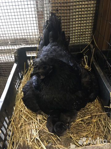 Инкубационное яйцо Ухейилюй