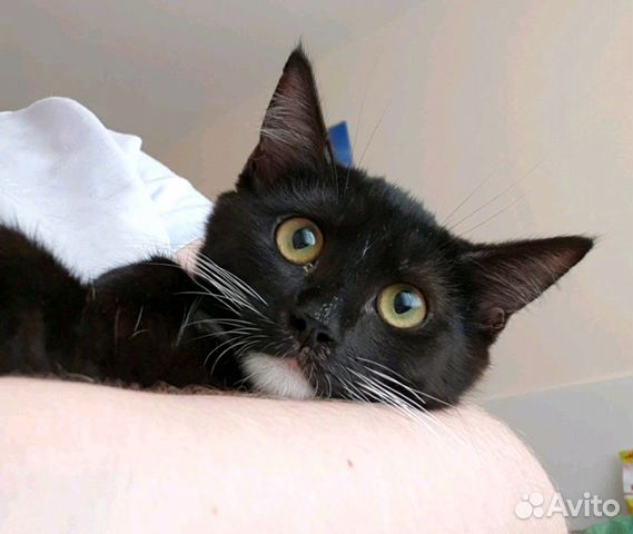 Классные котятки