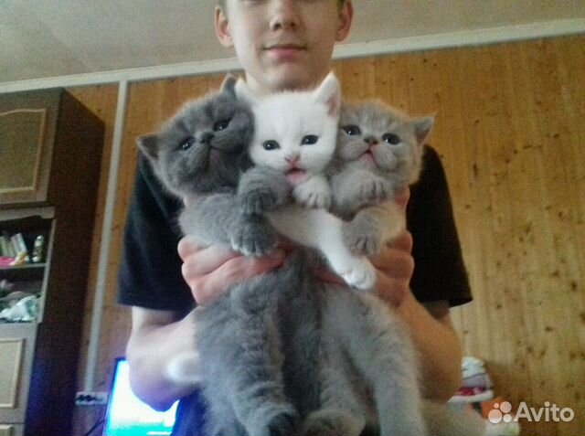 Шотландские пушистики