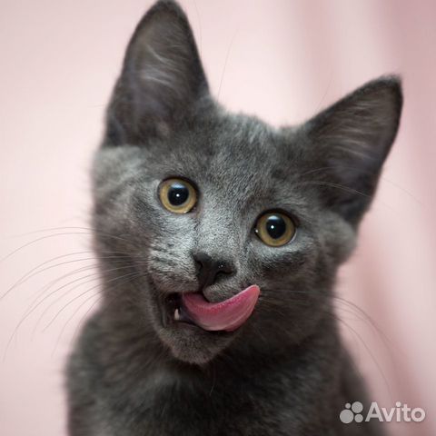 Харизматичный Марик. Котёнок в дар