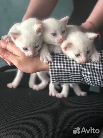 Котята