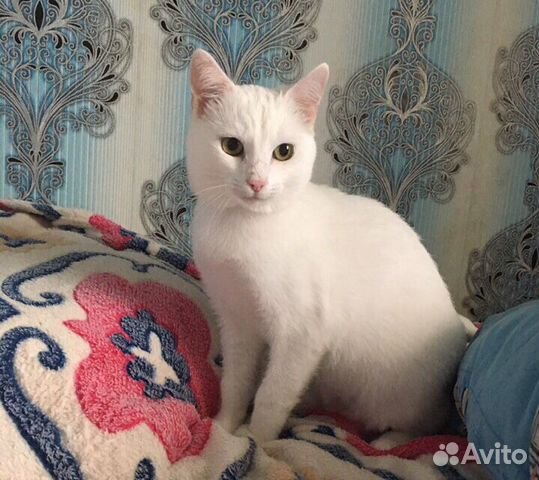 Кошка као мани