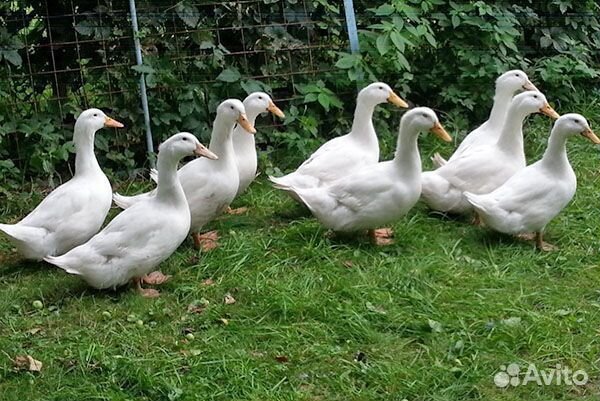 Утка стар 53