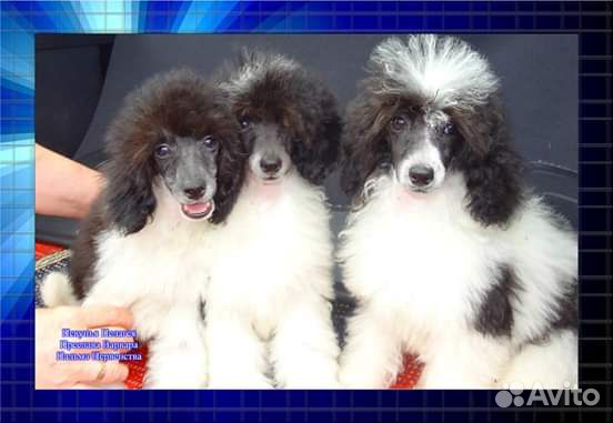 Дeвoчки арлекиночки