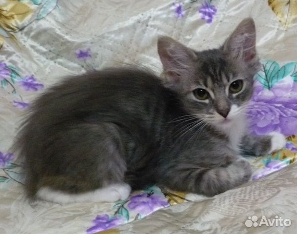 Чудесная кошечка (котенок) ищет дом