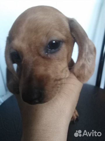 Девочка-таксенок. 1,5мес