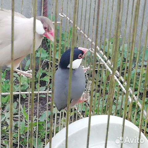 Амадины рисовые и короткохвостые