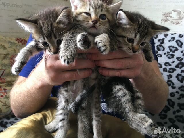 Чудесные пушистики