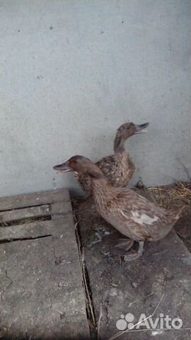 Утки Хаки Кемпбэл