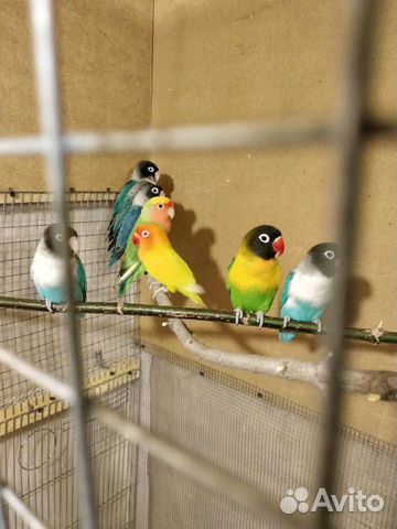 Попугай неразлучники