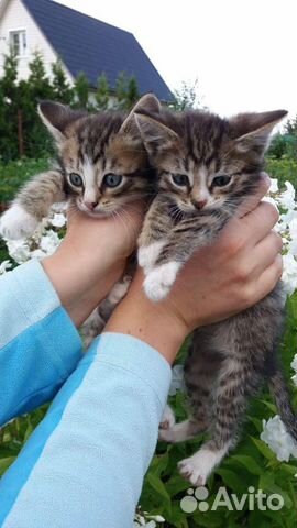 Очаровательные братья котята в дар