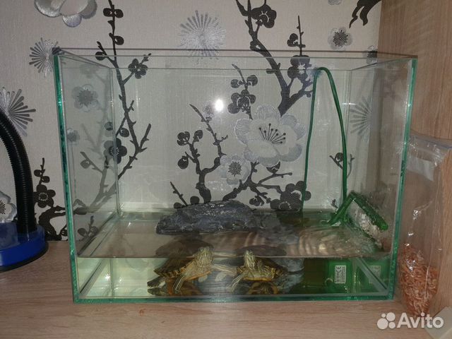 Отдам черепашек вместе с аквариумом в хорошие руки