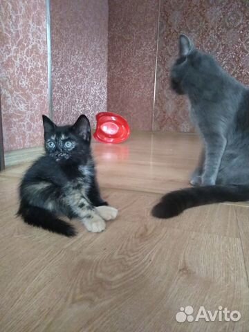 Отдам чудокошечку