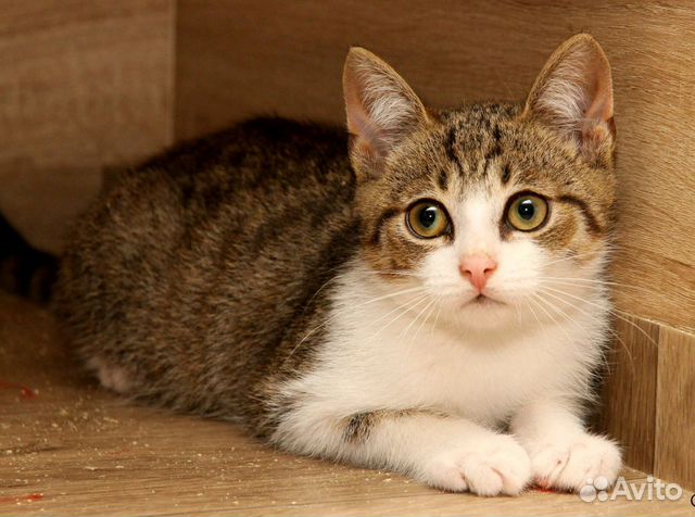 Сеня и Веня 3-3.5 мес