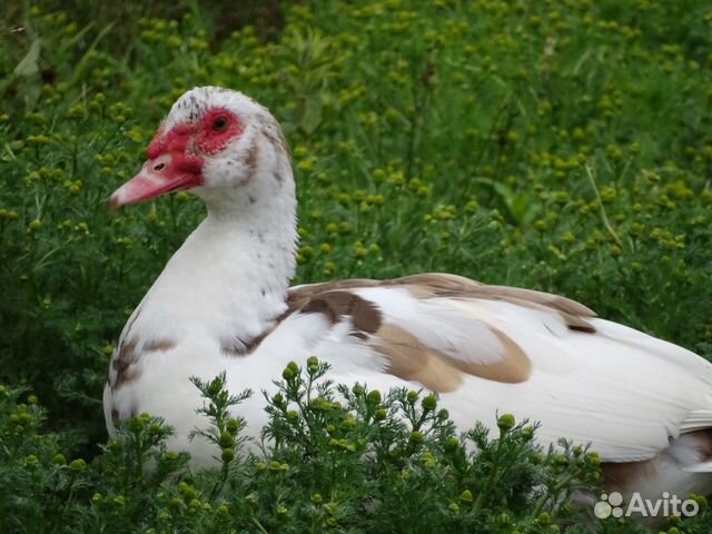 Утята индоутки