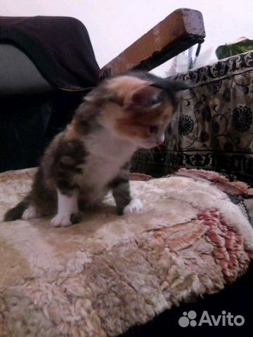 Отдам котенка от веслоухой кошки в добрые руки