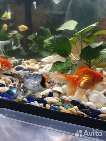 Золотая рыбка