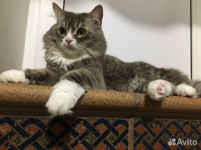 Сибирский кот в хорошие руки