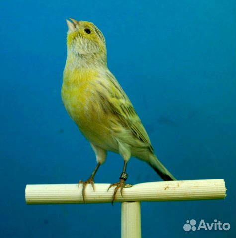 Продам канареек
