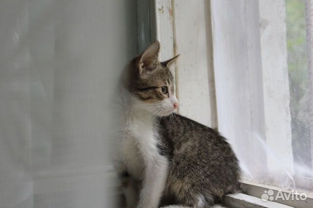 Котейки в добрые руки