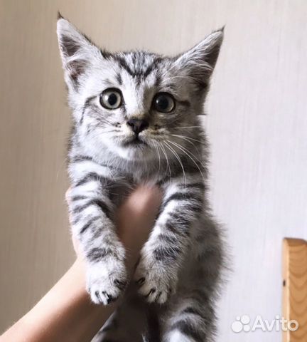 Котёнок серый в полоску мальчик