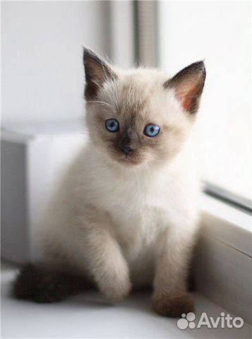 Тайские котята