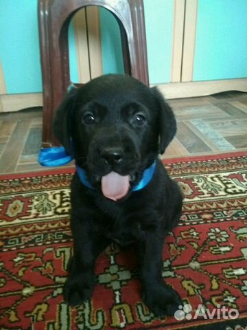 Щенок лабрадора