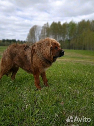 Тибетский мастиф вязка