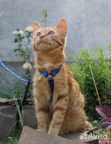 Злата ищет дом