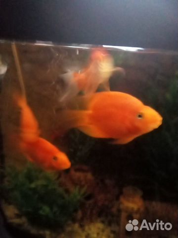 Рыбы попугай (пара)