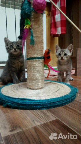 Две малышки ищут дом