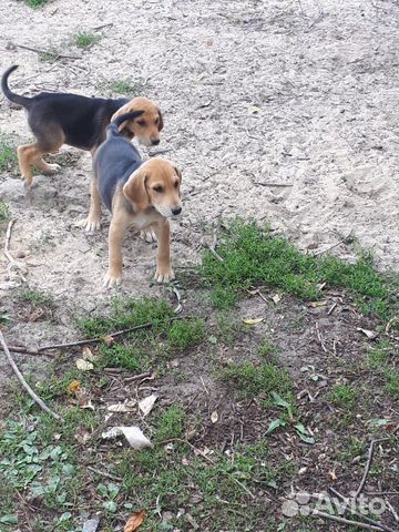 Русская гончая (от рабочих собак)