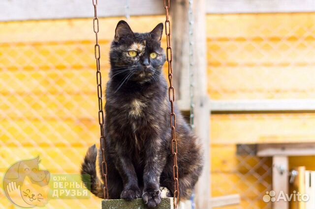 Кошка Мальва ищет дом