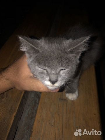 Кот дворовой