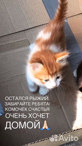 Отдам рыженькую кошечку